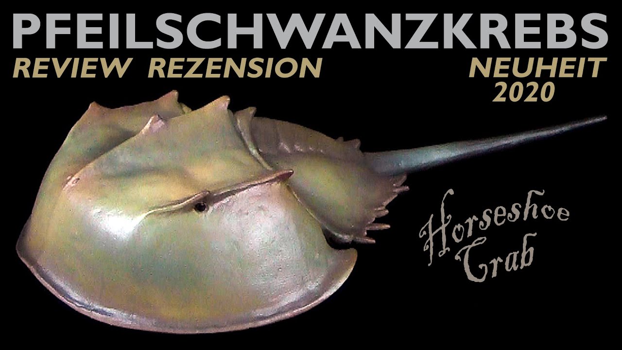 CollectA ® Pfeilschwanzkrebs / Horseshoe Crab - 2020 Neuheit - Review ...
