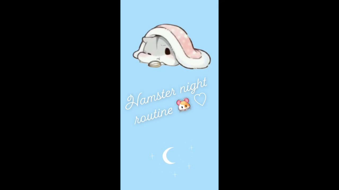 Hamster night routine 🐹☽ - YouTube