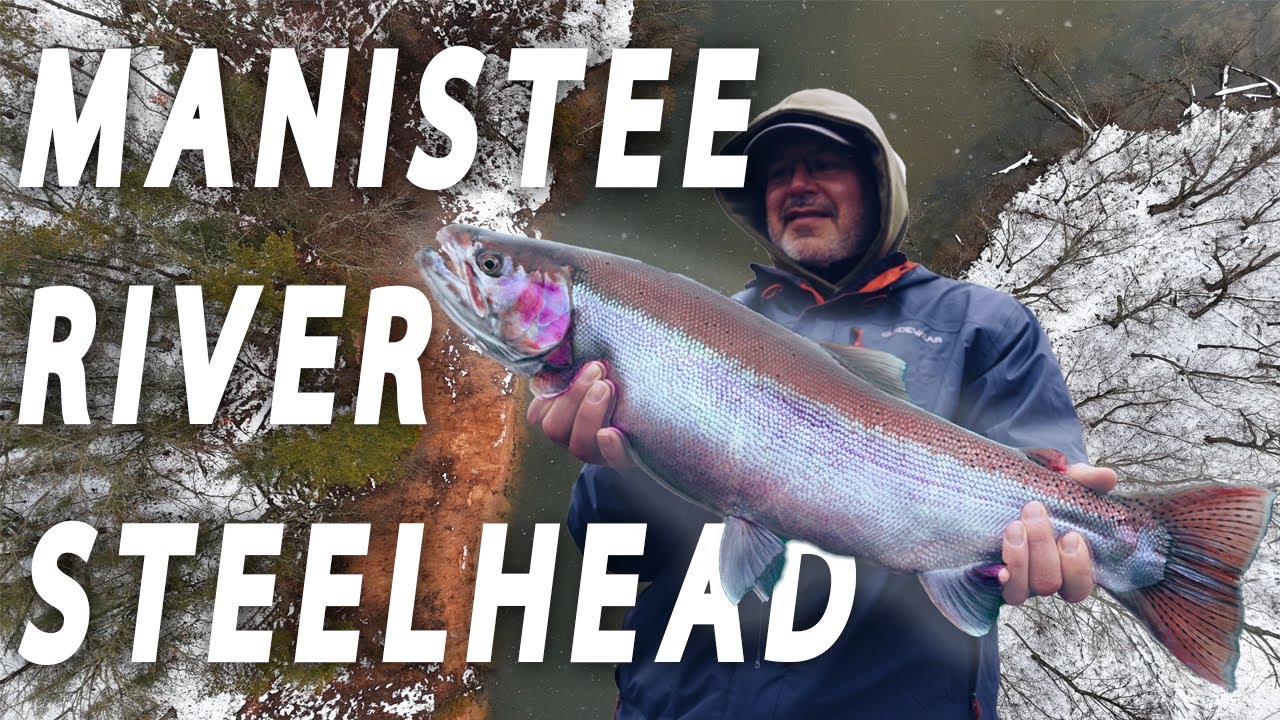 Big Manistee River GIANT Steelhead (Best Fishing Guide in Michigan ...