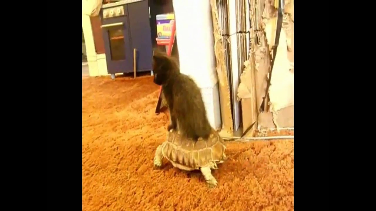Kitten riding turtle! - YouTube