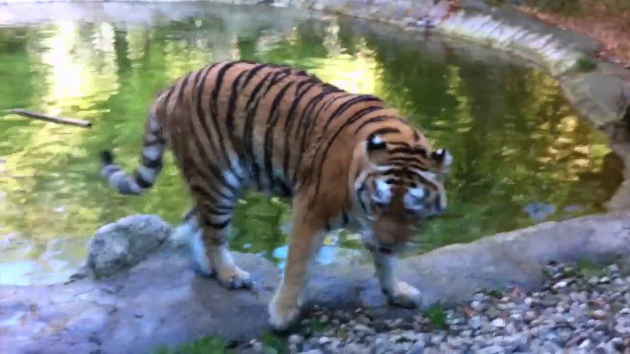 Parco Natura Viva Zoo-Park @ Bussolengo, Verona, Italy - YouTube