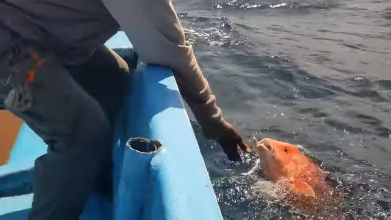 giant red snapper fishing catching skills amazing fishing video - YouTube