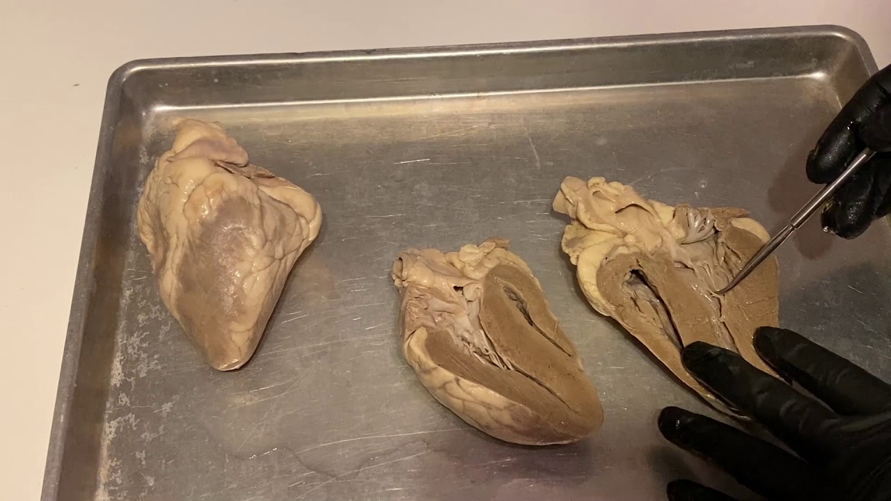Pig Heart Anatomy - YouTube