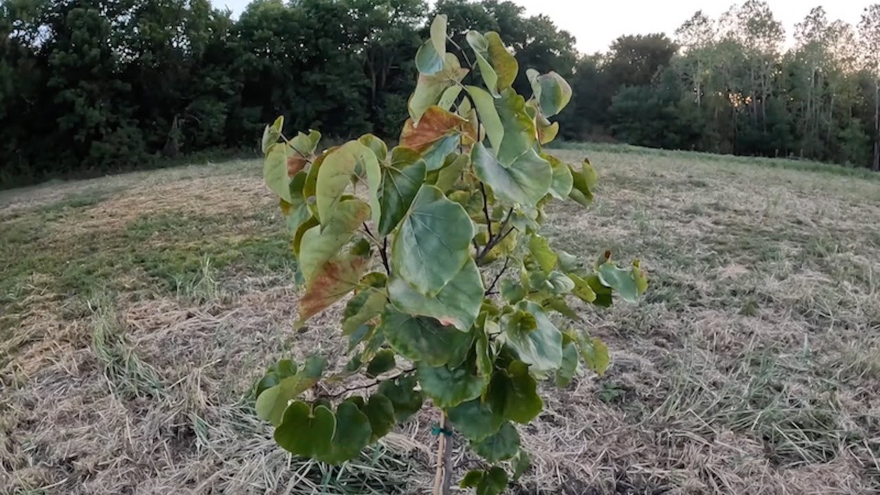 How To Plant New Trees In the Fall - YouTube