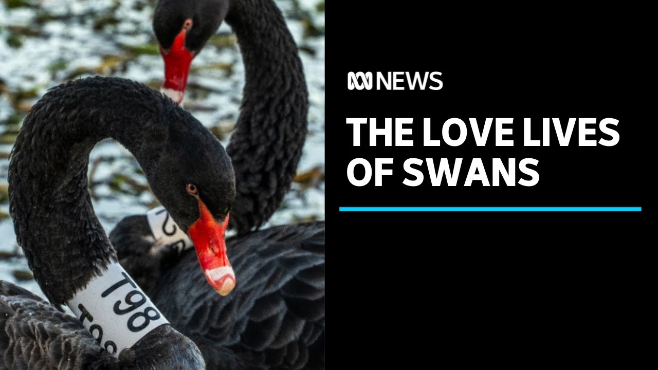 Study finds swans take month-long breaks from partners | ABC News - YouTube