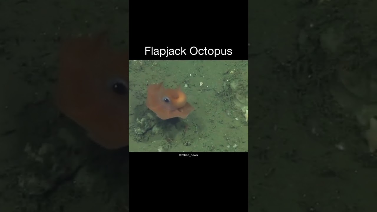 Flapjack Octopus