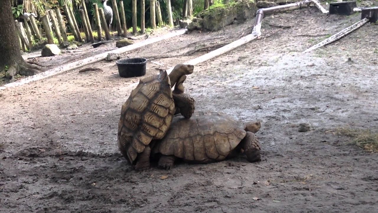 Funny Turtle Sex Youtube 6706