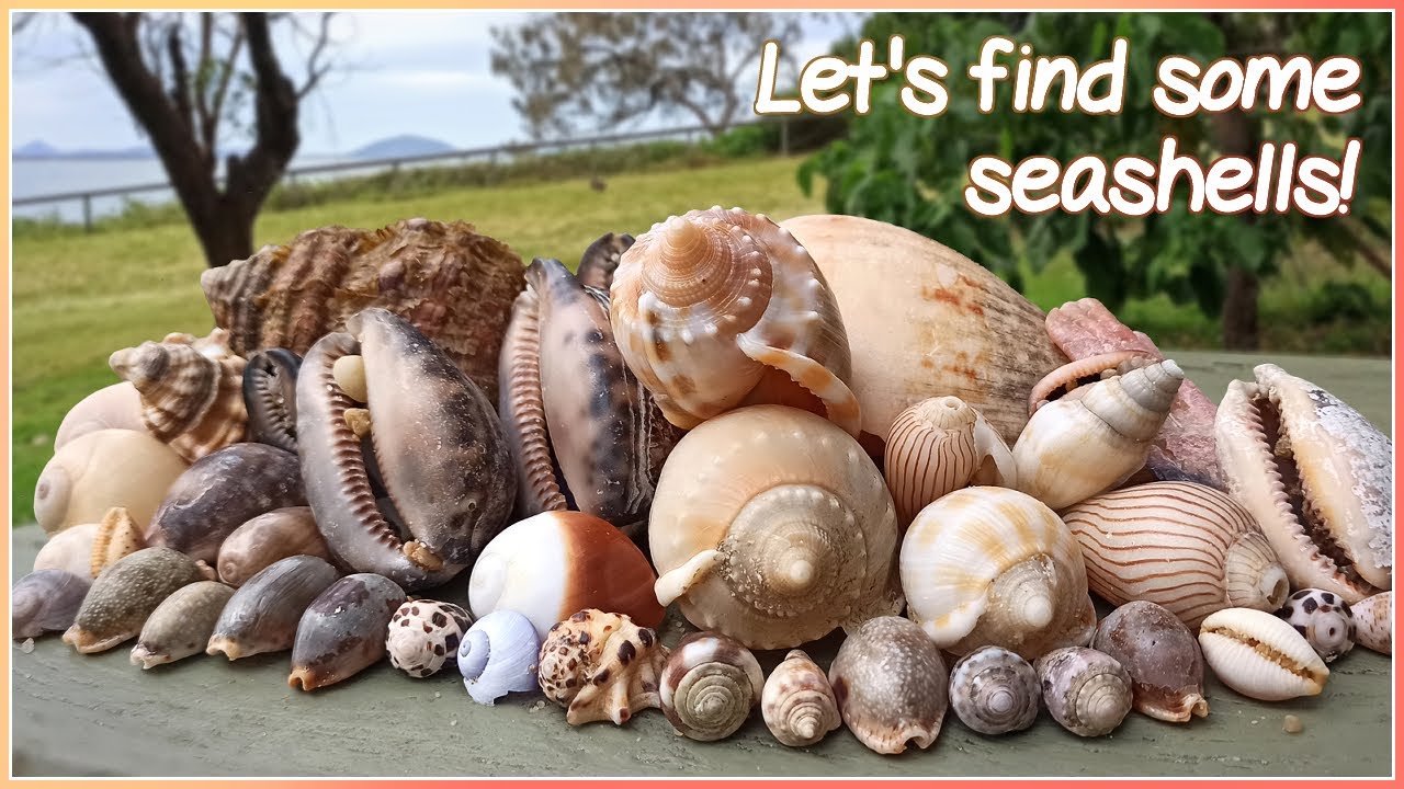 Finding Seashells at Super Low Tide | Lynx Cowrie [Virtual Shelling ...