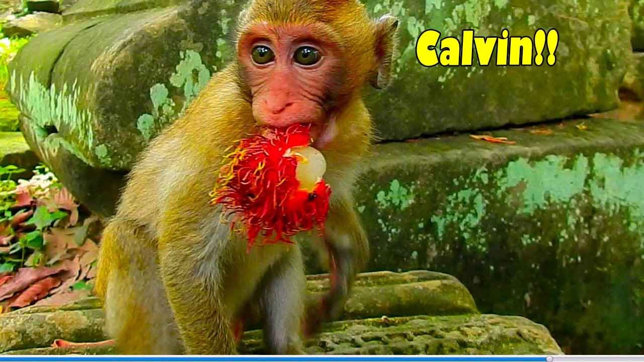 Monkey Baby Calvin Tried To Eat Rambutan From us But He Doesn't F-eel ...