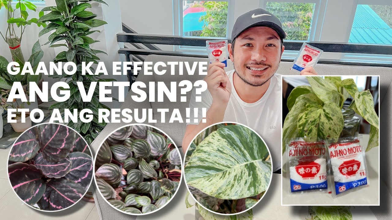 EVERYTHING YOU NEED TO KNOW ABOUT VETSIN AS FERTILIZER!!! | HOW TO USE ...
