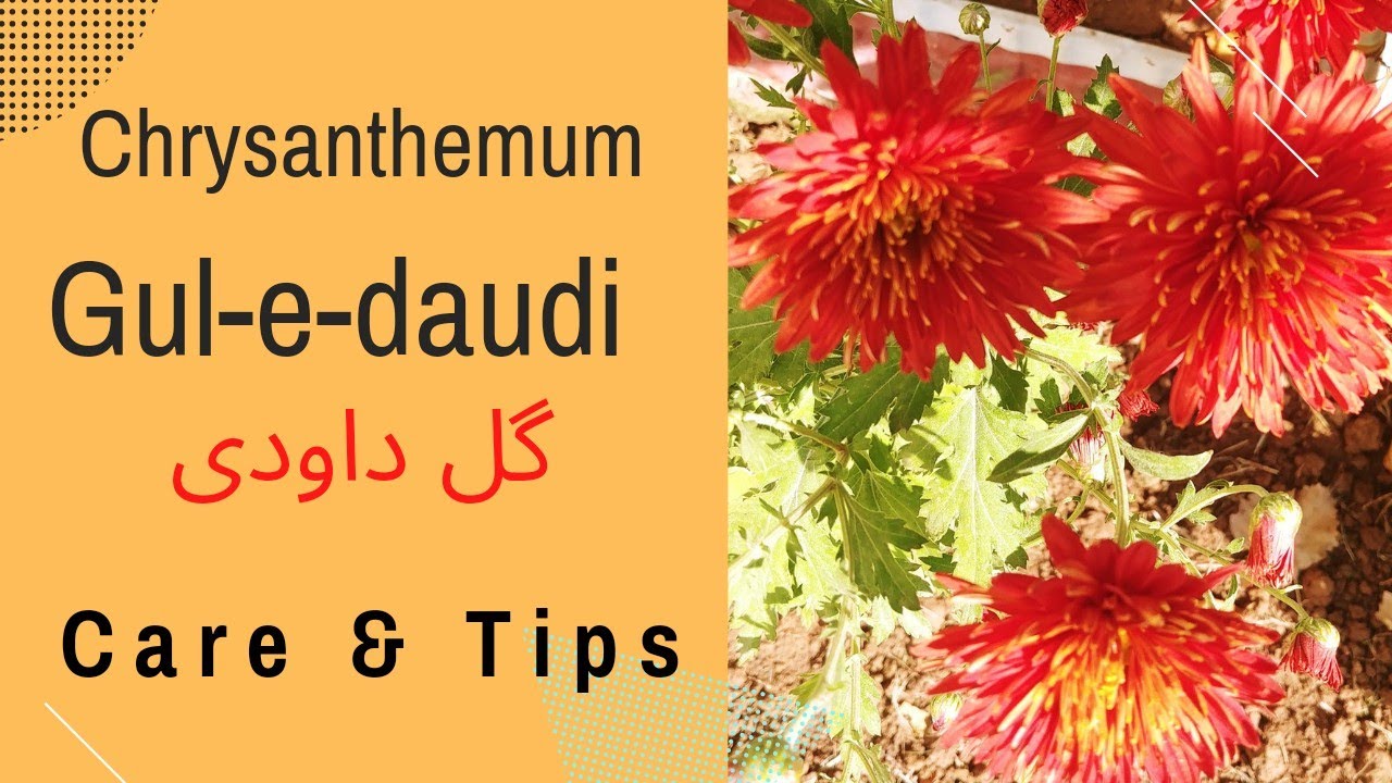 Chrysanthemum || Gul-e-daudi || گل داؤدی - YouTube
