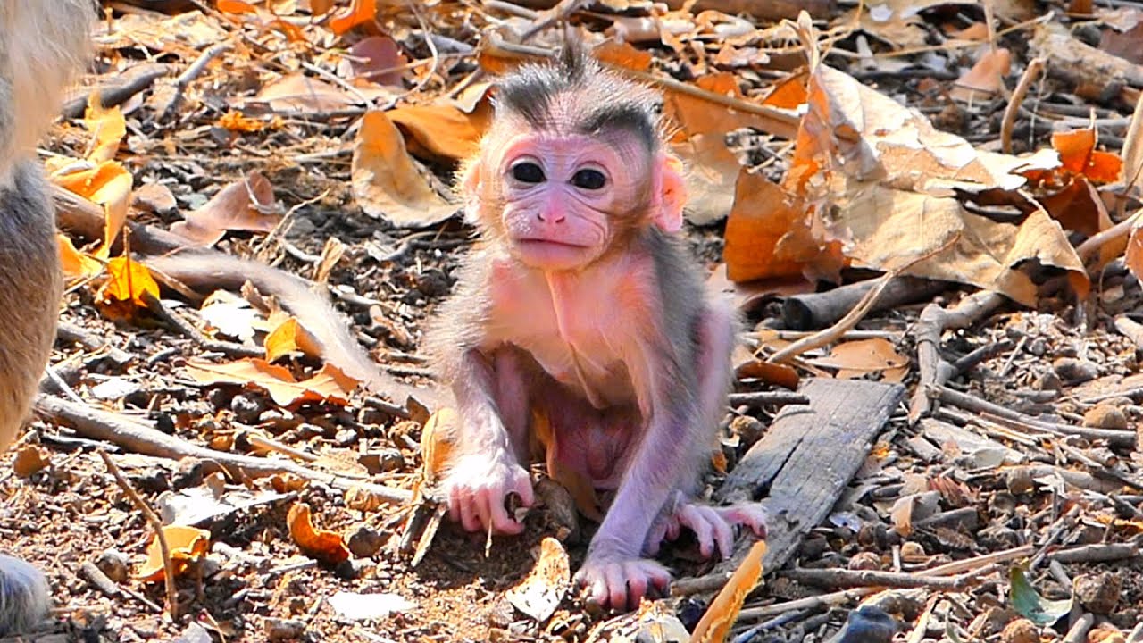 NEW baby Monkey RANO start walking very happy and confident. - YouTube