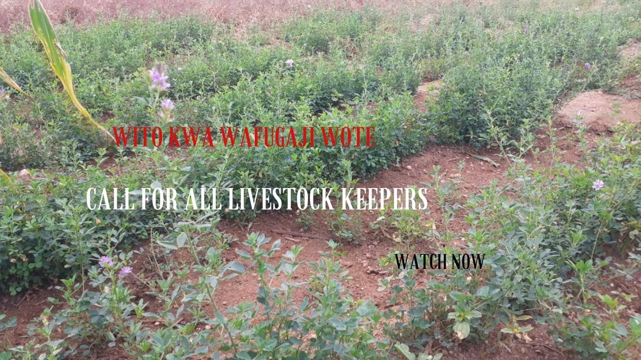 MALISHO BORA YA MIFUGO(HIGHLY NUTRIOUS FODDER) - YouTube