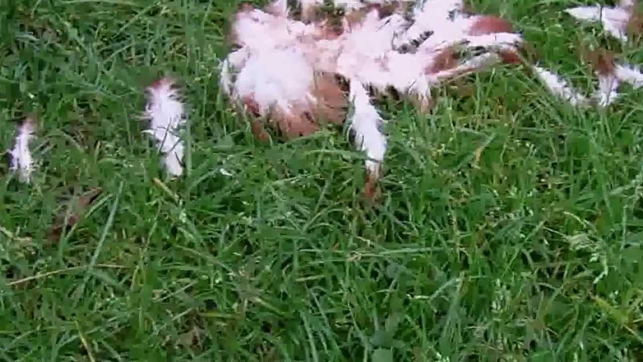Jak Lis Zaatakował i Porwał Kurę Franusiowi Znosząca Jajka.November ...