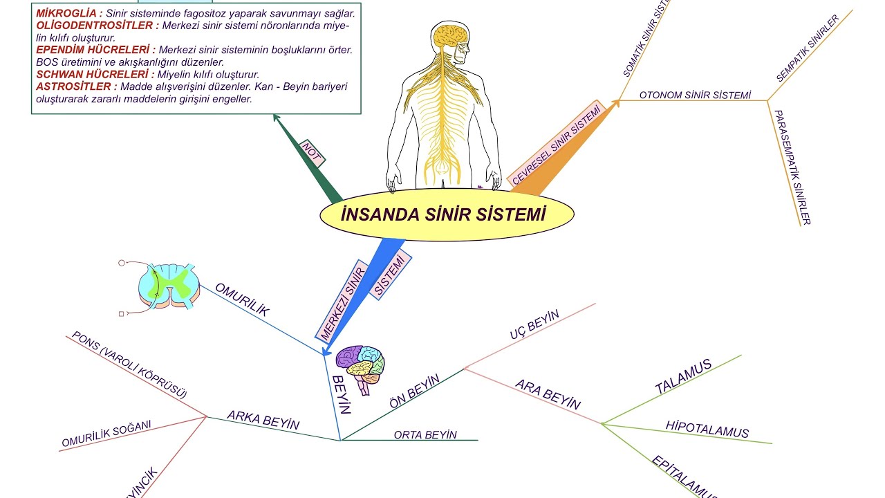 2024 / İNSANDA SİNİR SİSTEMİ - YouTube