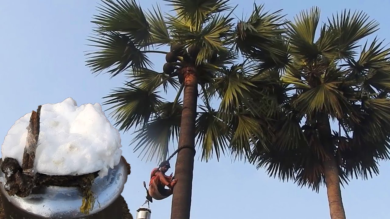 Summer Taadi Madira | Palmeera Sharaab "Palm Wine" Neera | Thati Kallu ...