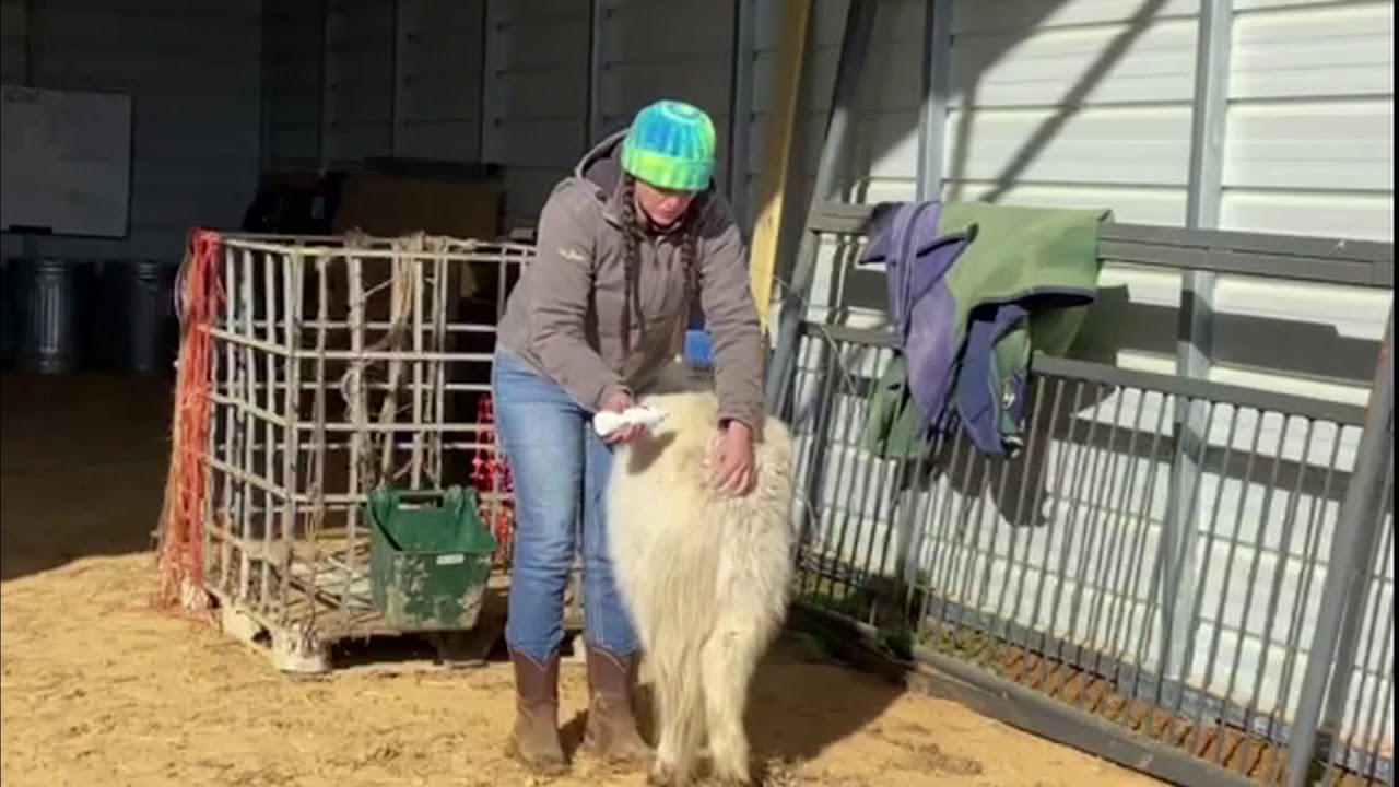 Treating Rain Rot (Dermatophilosis) - YouTube