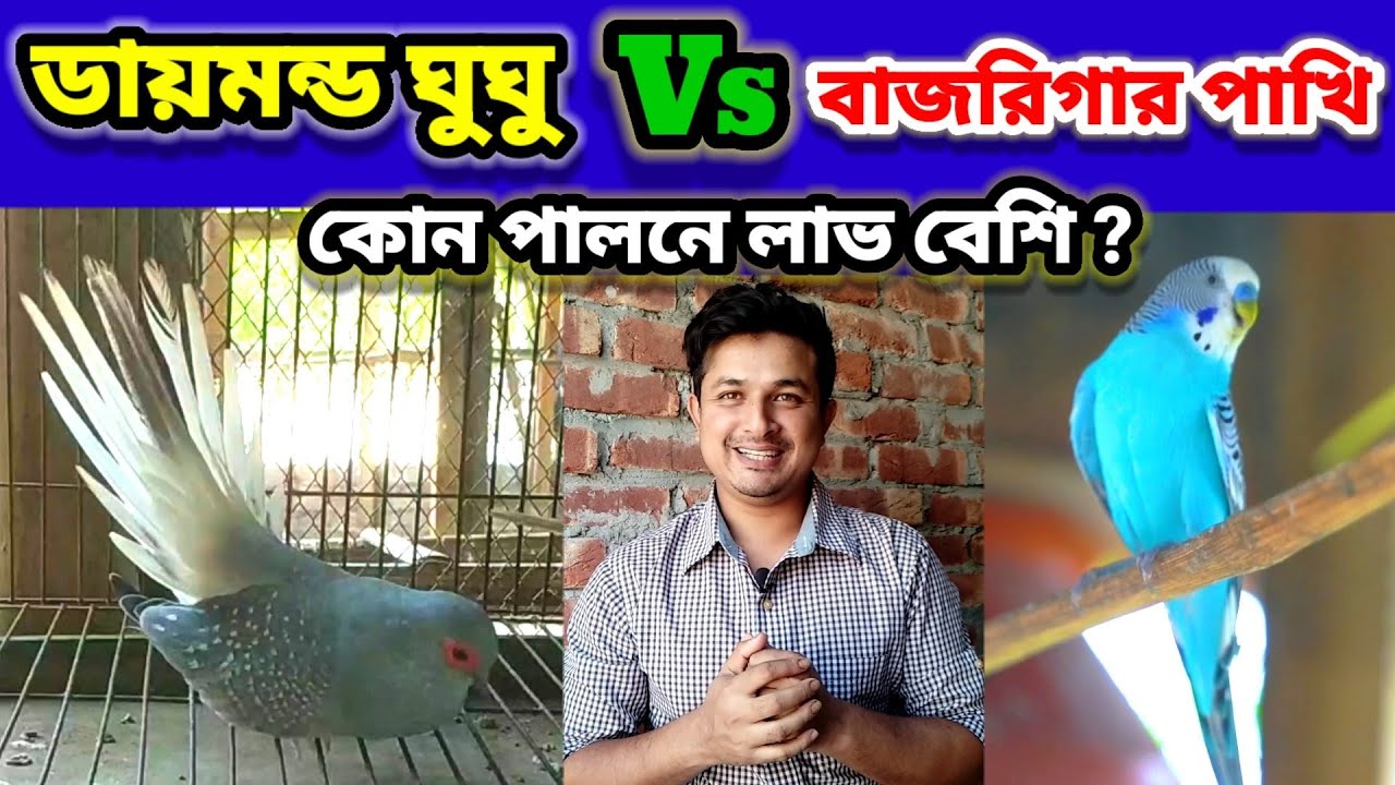 বাজরিগার পাখি নাকি ডায়মন্ড ঘুঘু | কোন পাখি পালনে লাভ বেশি জেনে নিন ...