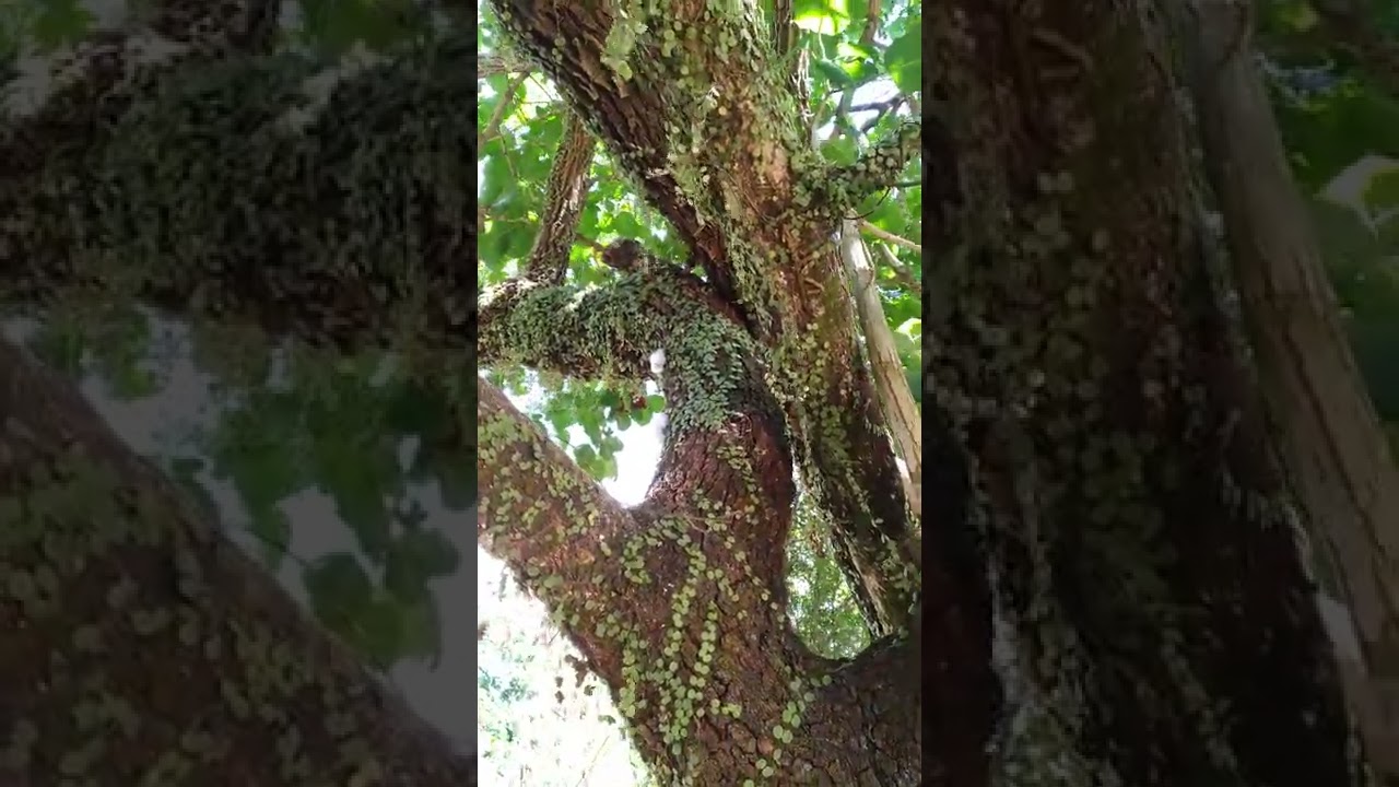 El Papaturro. Fruta única en El Salvador🌾🍀. Video 2. - YouTube