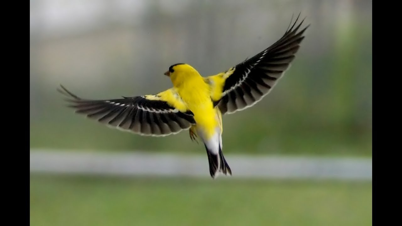 Bird Destroying My Window Screen To Make A Nest - YouTube