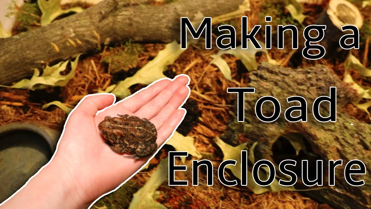 How to set up a Toad Enclosure Step-by-Step - YouTube