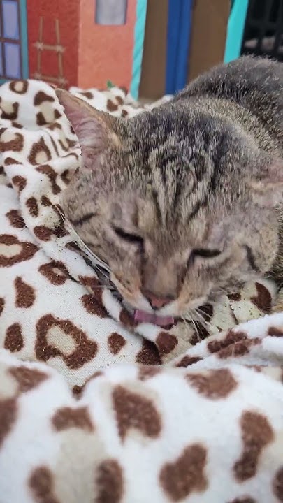 Rocky the Tabby Cat Discovers Catnip - YouTube
