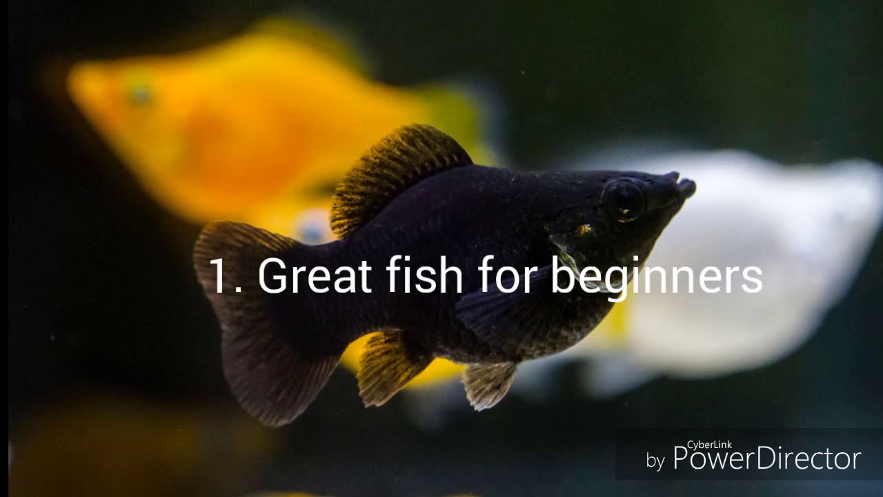 6 Facts about Molly fish - YouTube