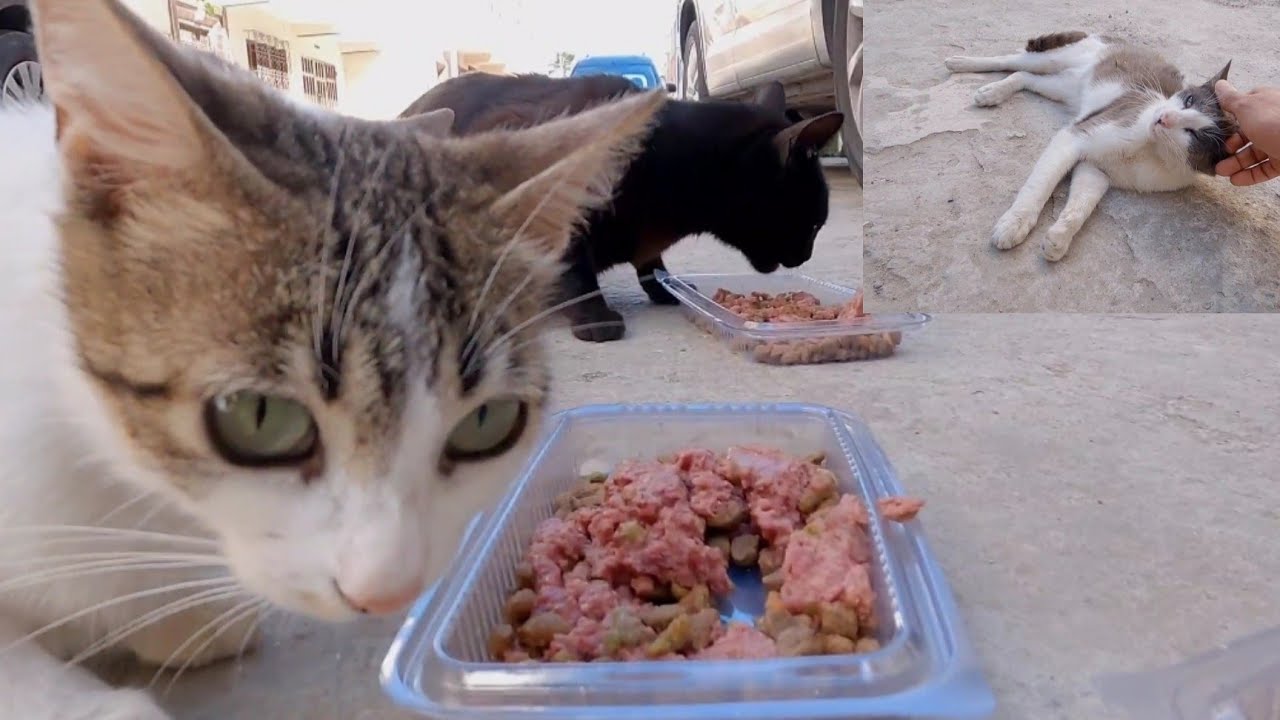 4 cute and hungry cats talking while eating. - YouTube