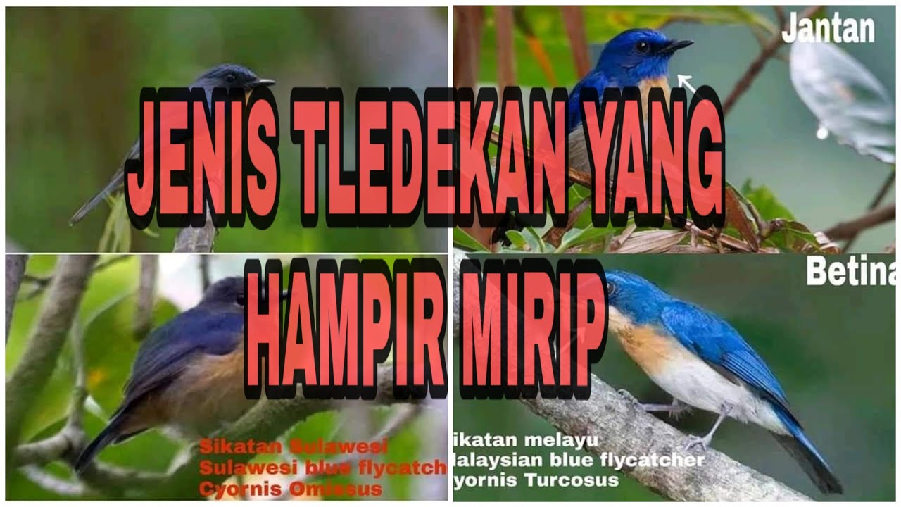 Jenis burung tledekan atau burung sulingan | macam macam burng tledekan ...