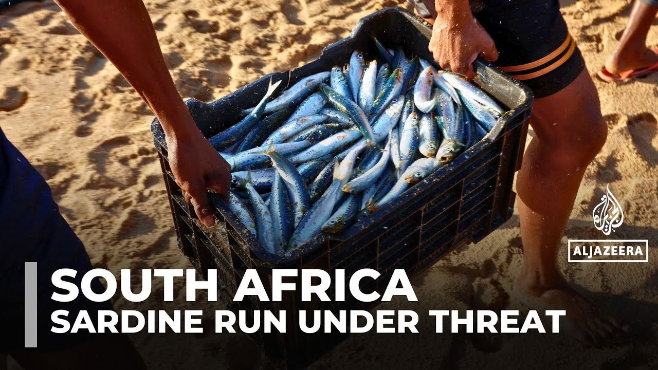 South Africa's sardine run under threat due to climate change and ...