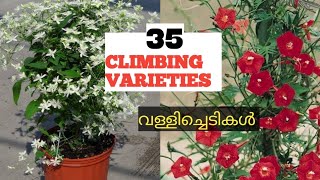 35  വെറൈറ്റി വള്ളിച്ചെടികൾ Grow Best Vines & Climbers for Containers#climber #vines #life_gardening