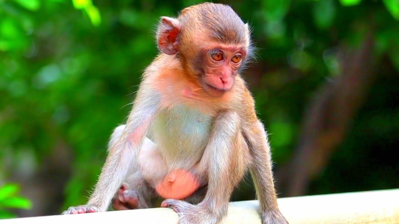 Cute TINY baby monkey behavior - YouTube