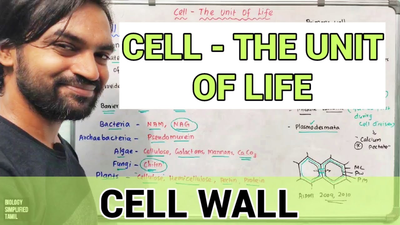 Cell - The unit of Life | Cell Wall - YouTube