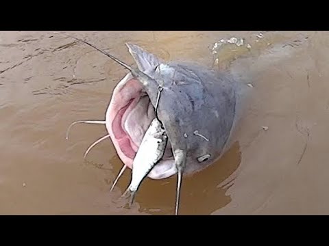 The Fish That Got Away - YouTube