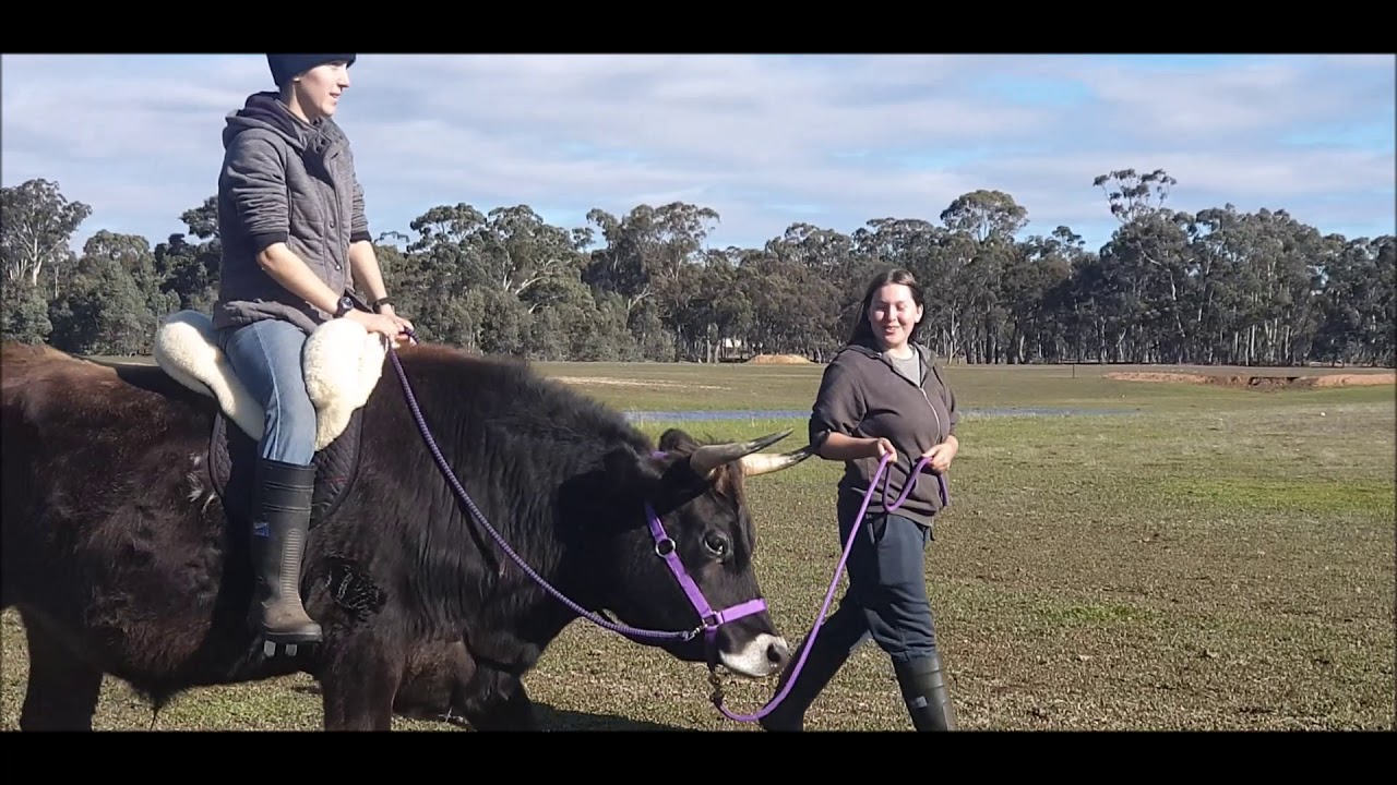 Logan The Jersey Steer || First ride out in the paddock 5-07-19 - YouTube