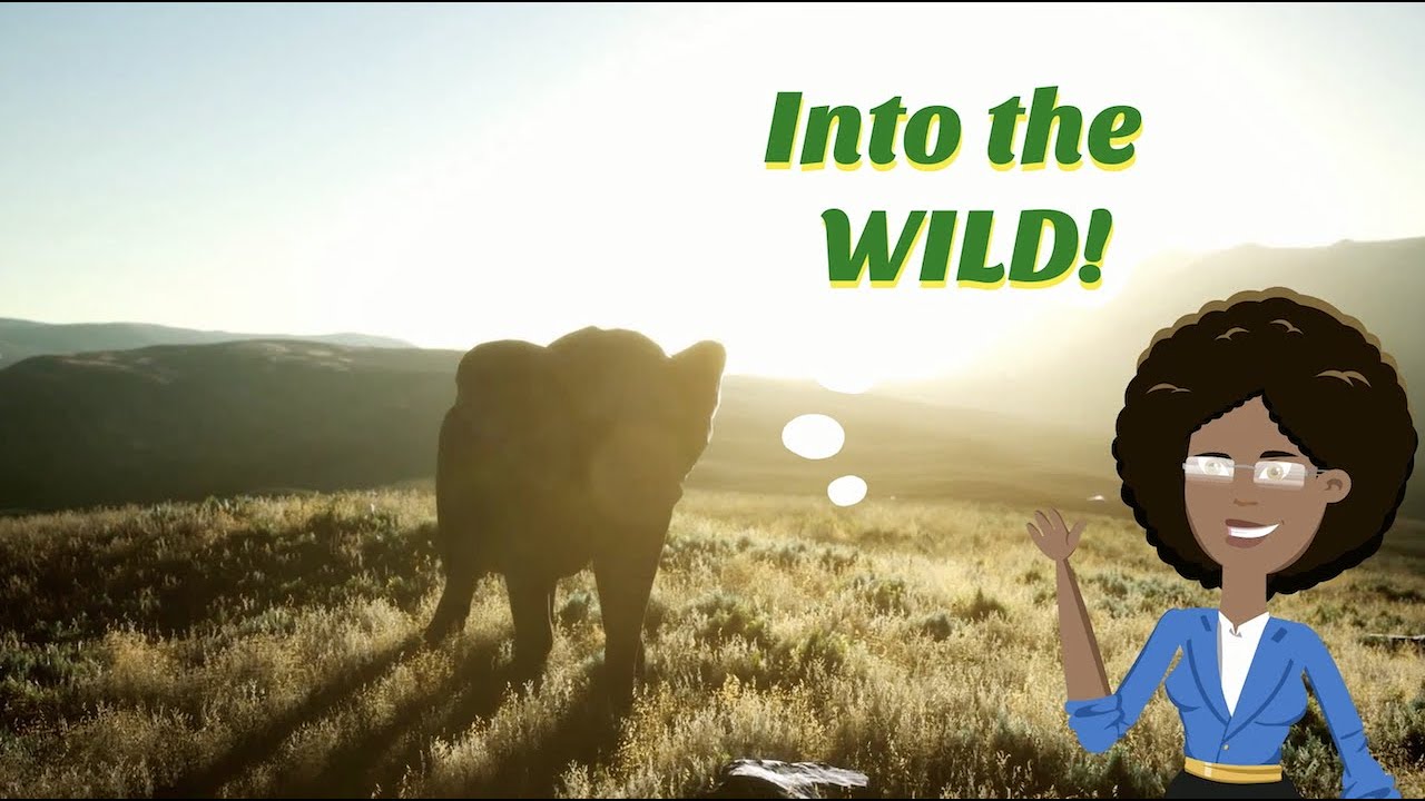 Into the wild! Wild Animals - YouTube