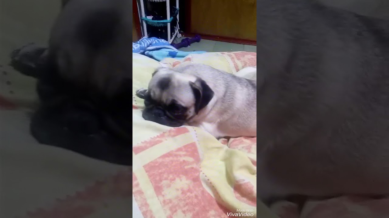 Perra pug en celo - YouTube