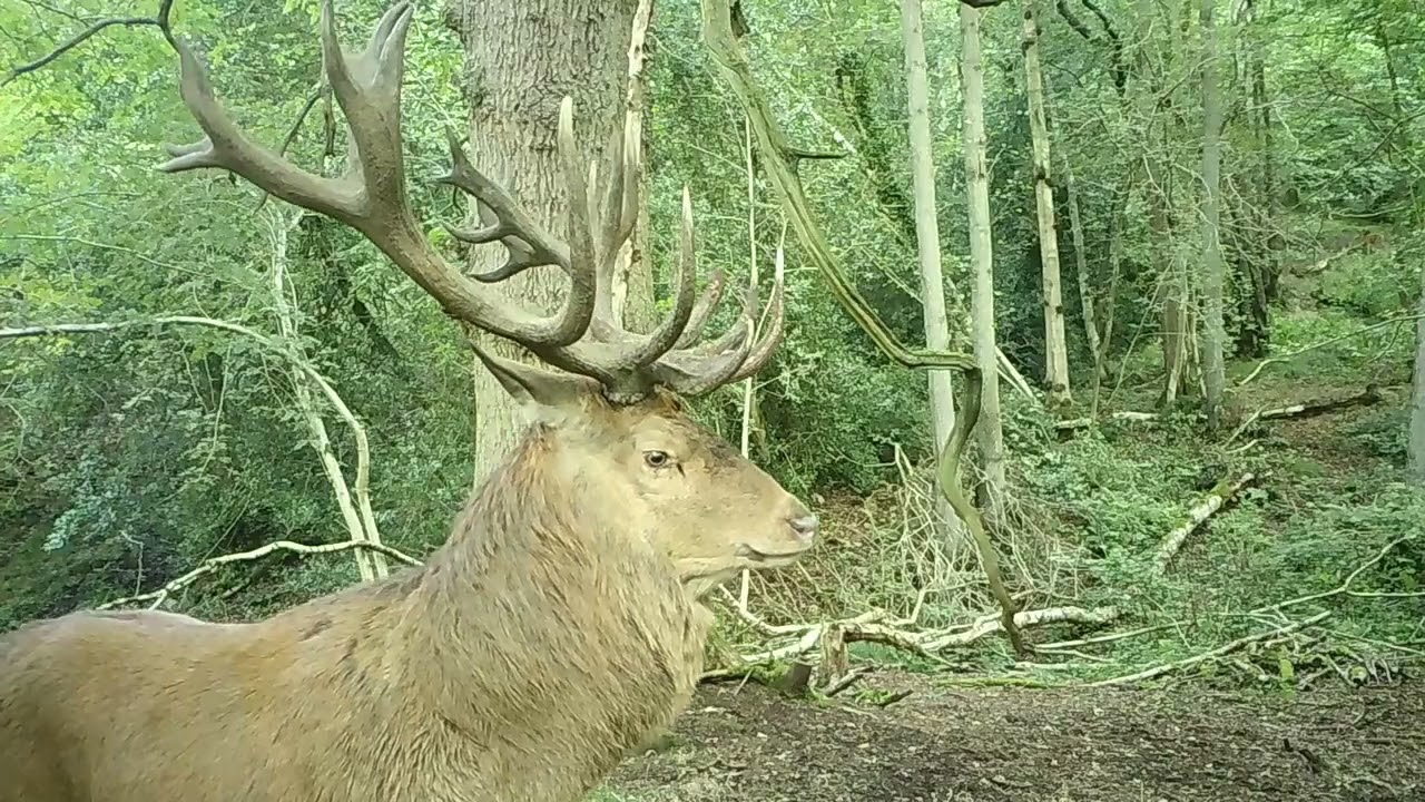 HUGE Red Stag Up Close Rutting Season - YouTube