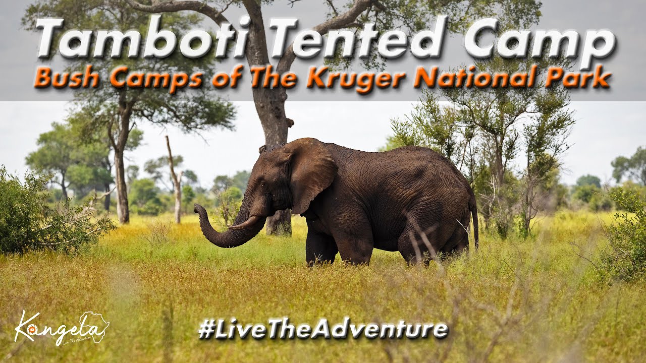 Tamboti Tented Camp Review in 4K | Kruger National Park - YouTube