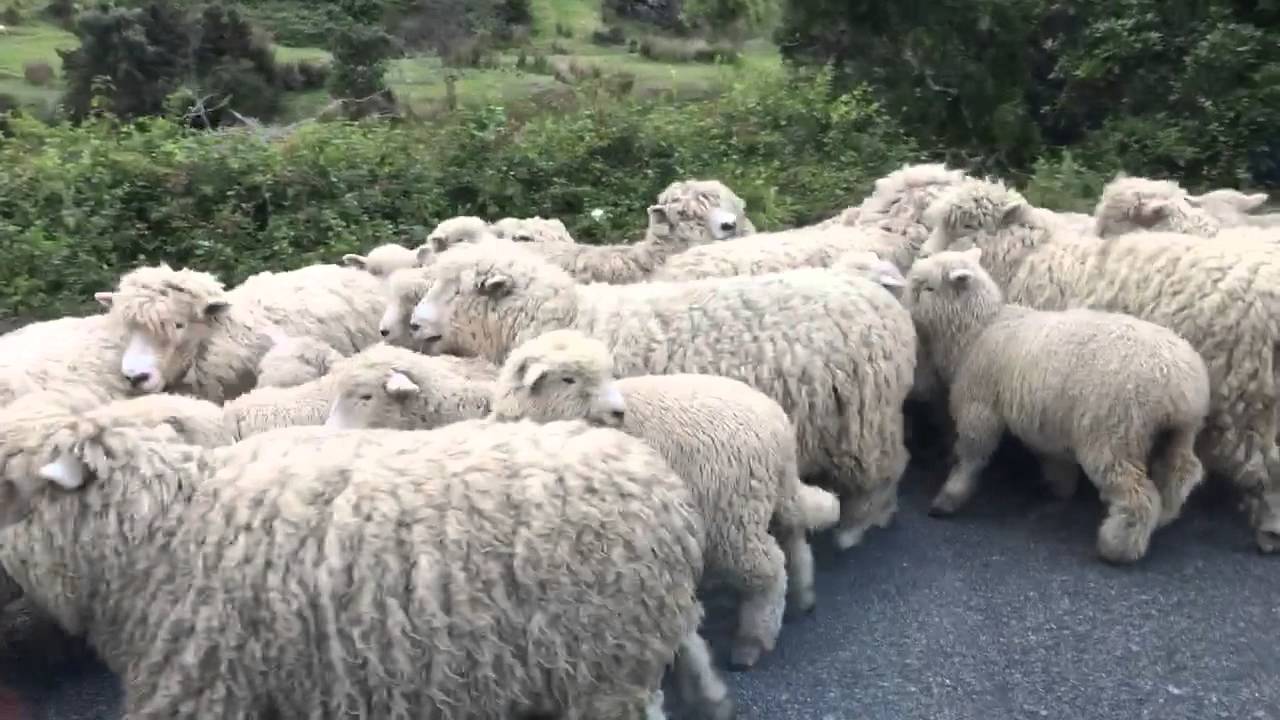 Sheep stampede! - YouTube