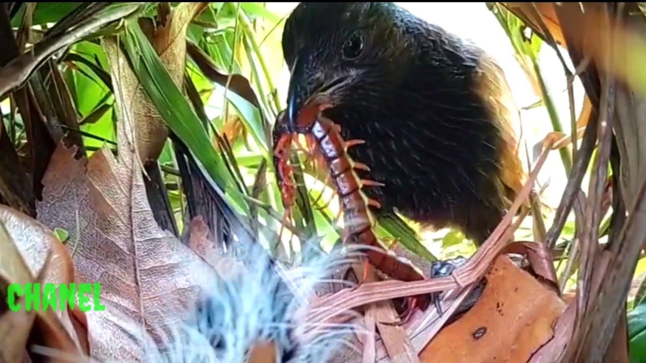 LIPAN BERBISA JUGA MASUK DAPTAR MENU ANAK BURUNG BUBUT ALANG ALANG ...
