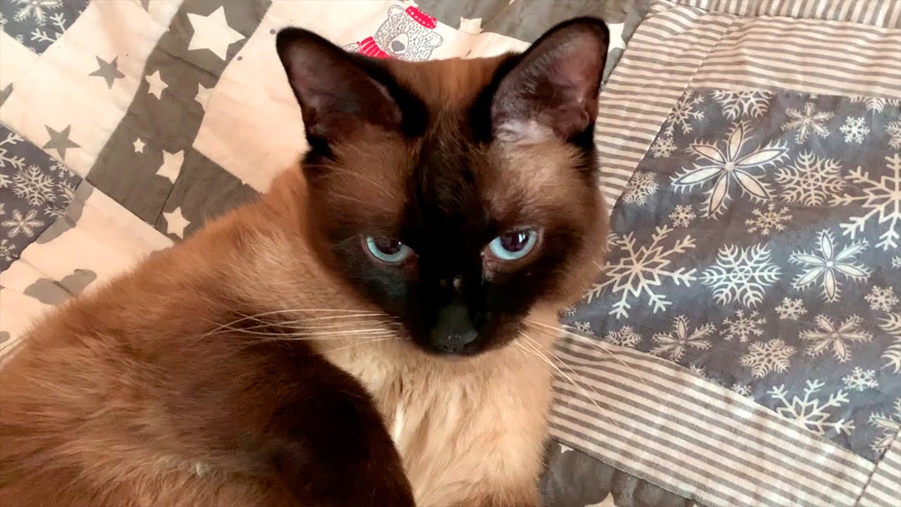 😈 Mr. Evil - Angry Cat - YouTube