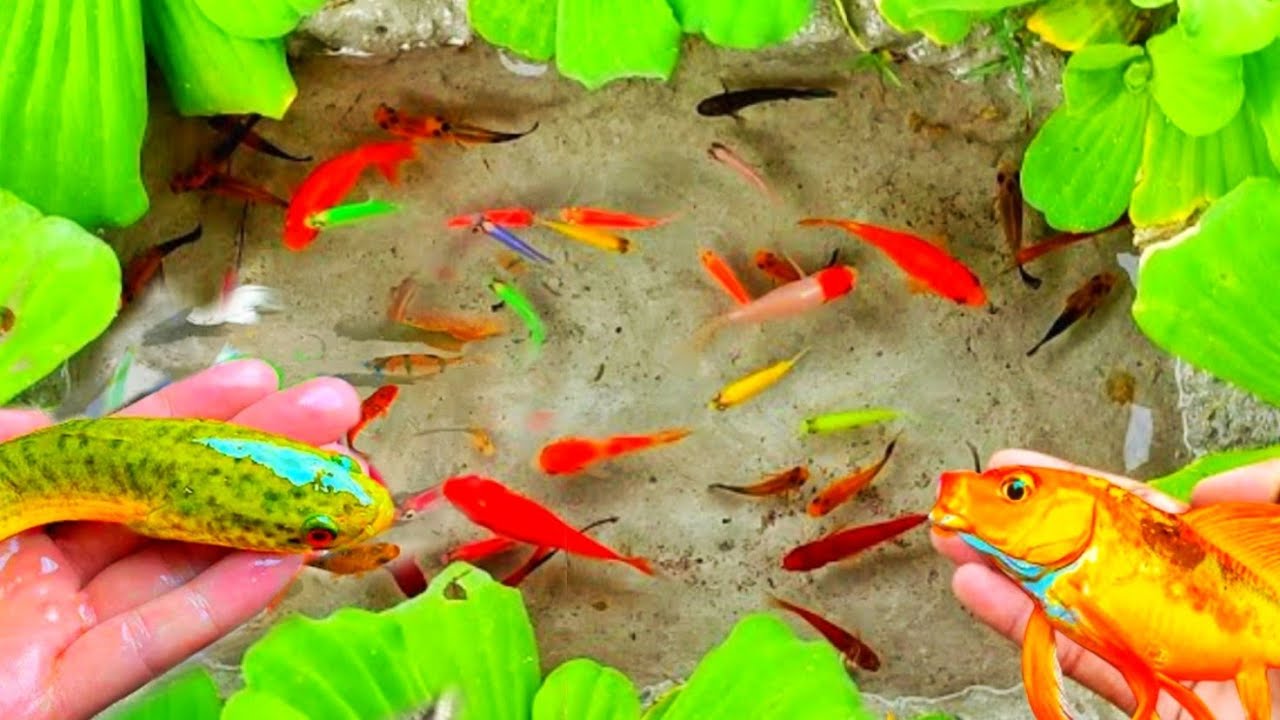 Catch Unique Little Frogs | Catching And Finding A Lot Of Beautiful ...