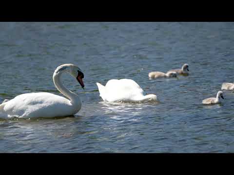 Cygnets with their parents