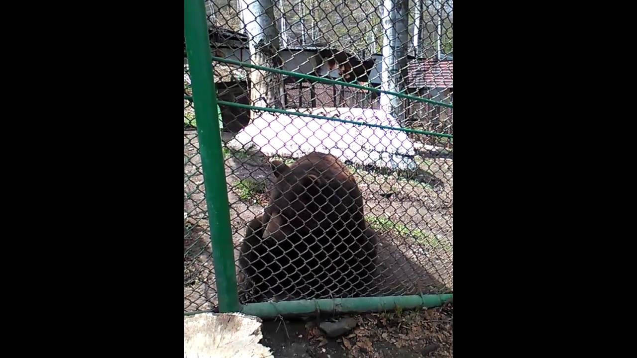 Ursul balu - YouTube