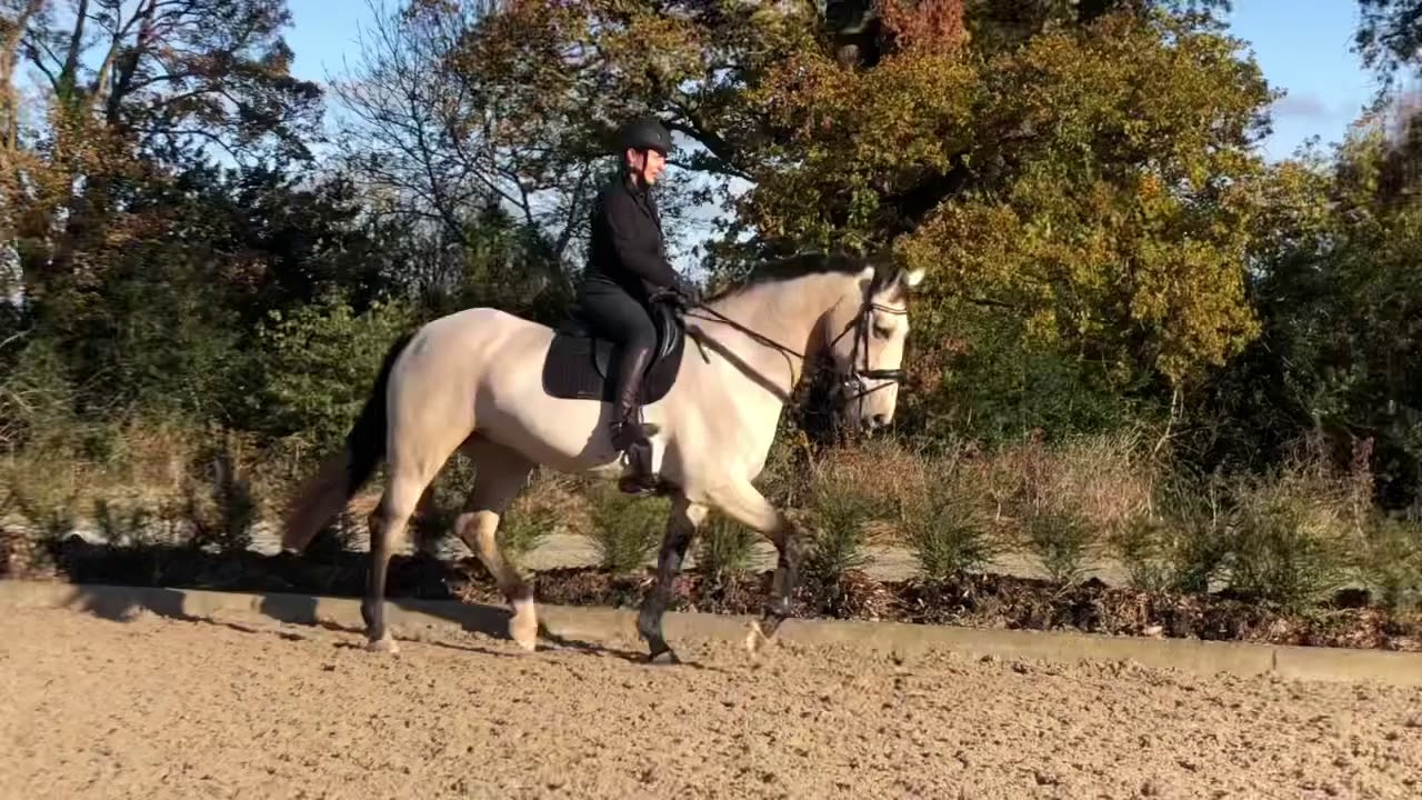 8yo Tullabeg Fusion Mare for sale Ireland - YouTube