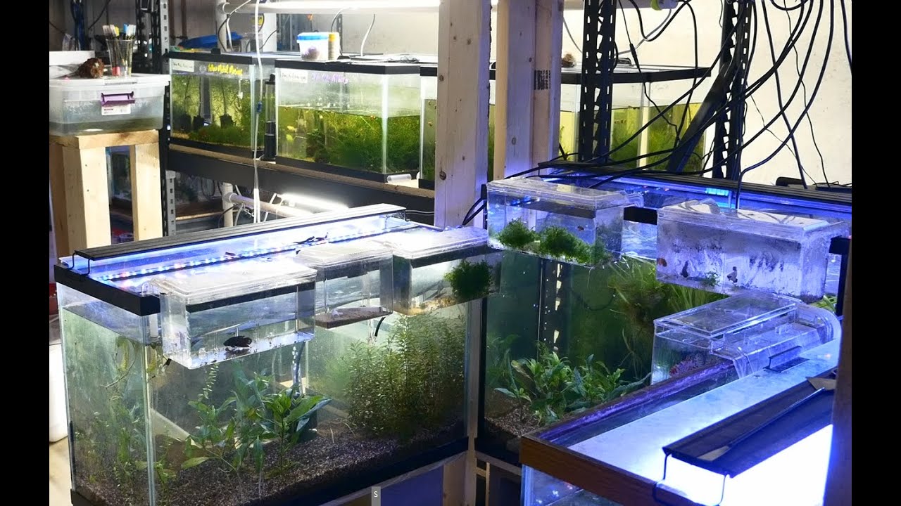 Fish Room Tour - YouTube