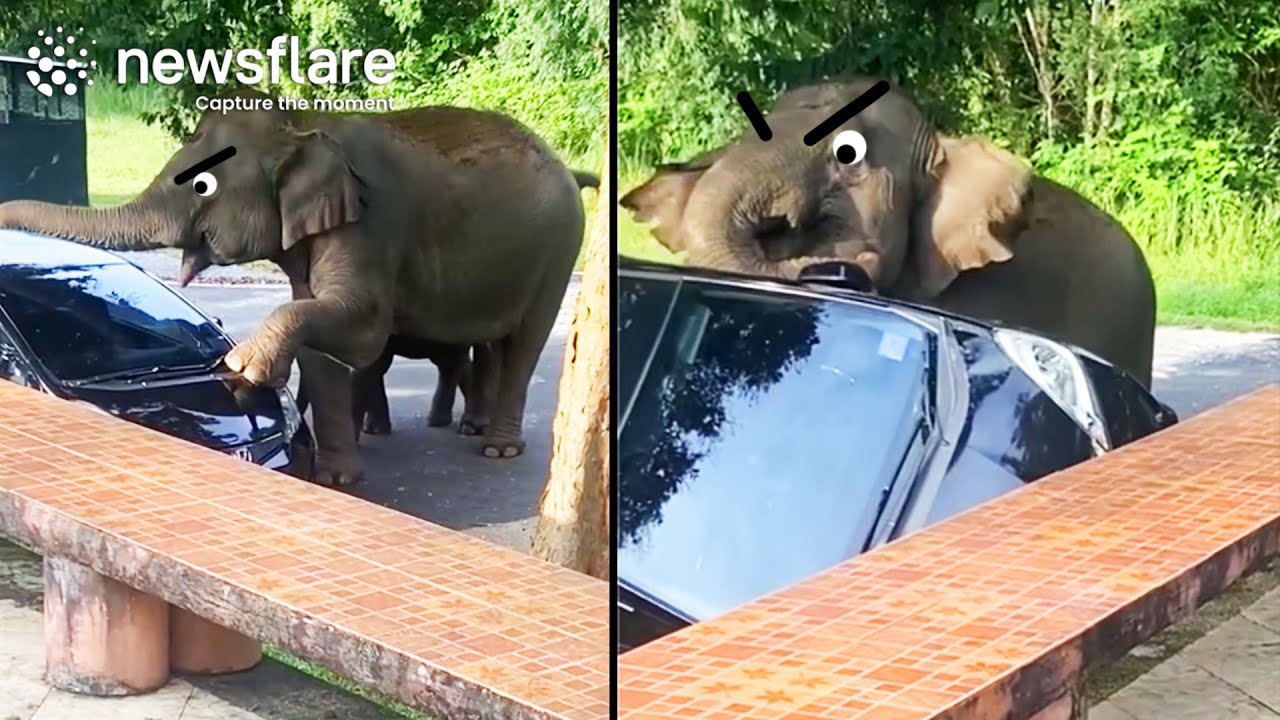 Crazy Elephant Flips Tourist's Car In Hit & Run || Newsflare - YouTube