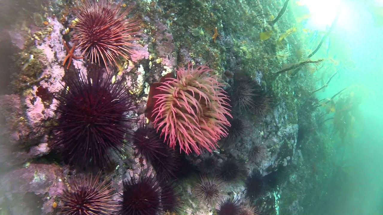 Beechy Head - YouTube