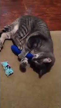 Catnip crazy with his squishy - YouTube